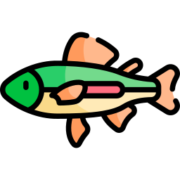 Rainbow trout - Free animals icons